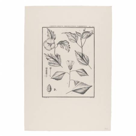 Hibiscus Syriacus Hib Rosa-Sinensis Hib Rhombifolius